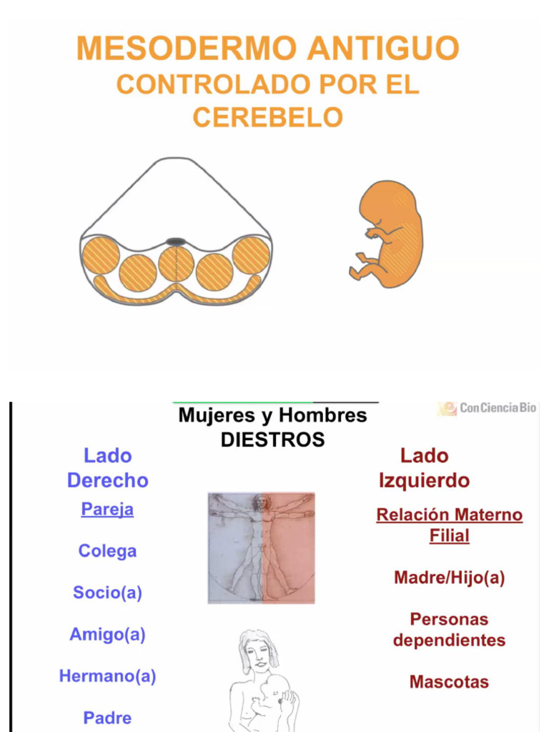 Mesodermo Antiguo | PDF