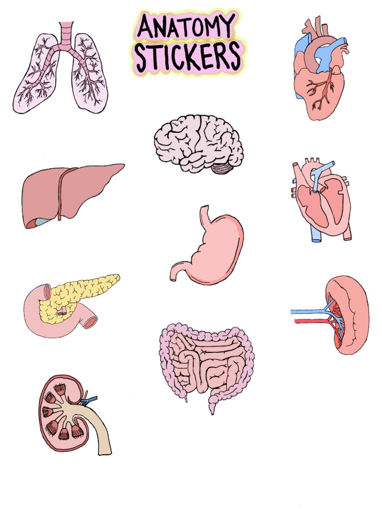 Anatomy Stickers | PDF