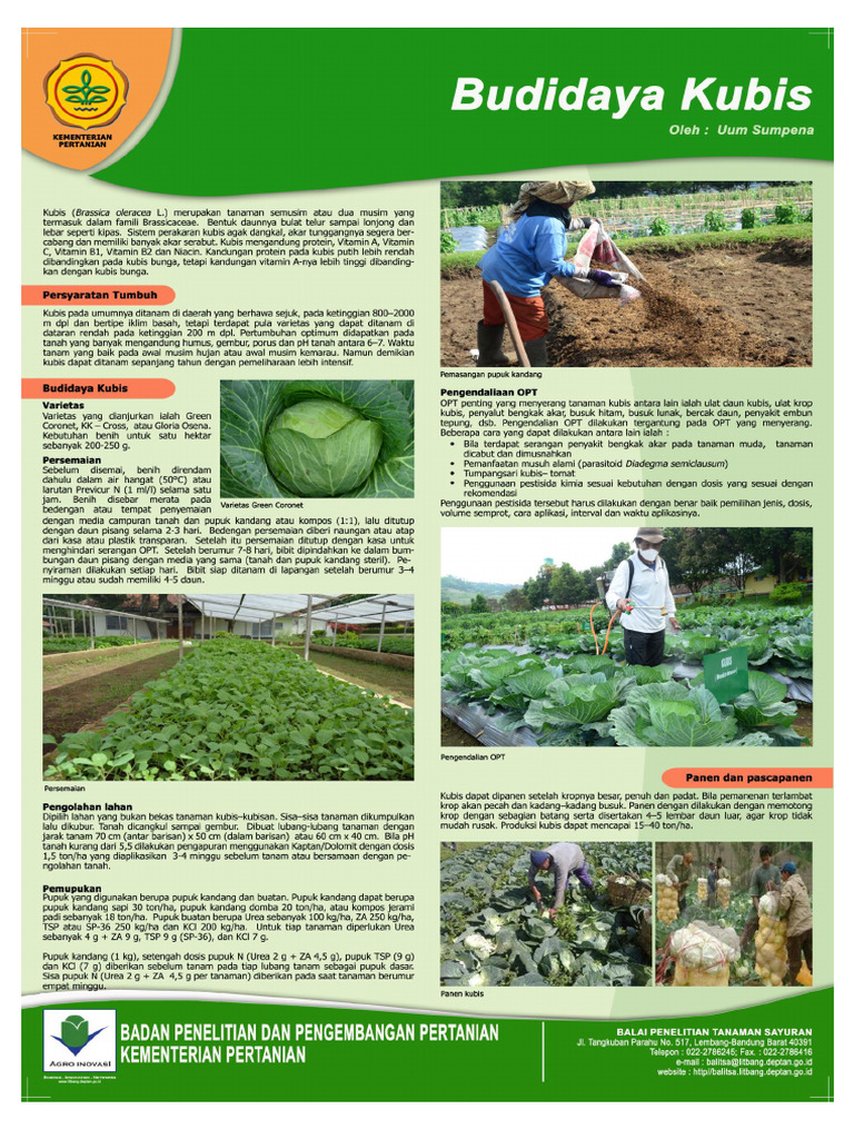 MP-16 Budidaya Kubis | PDF