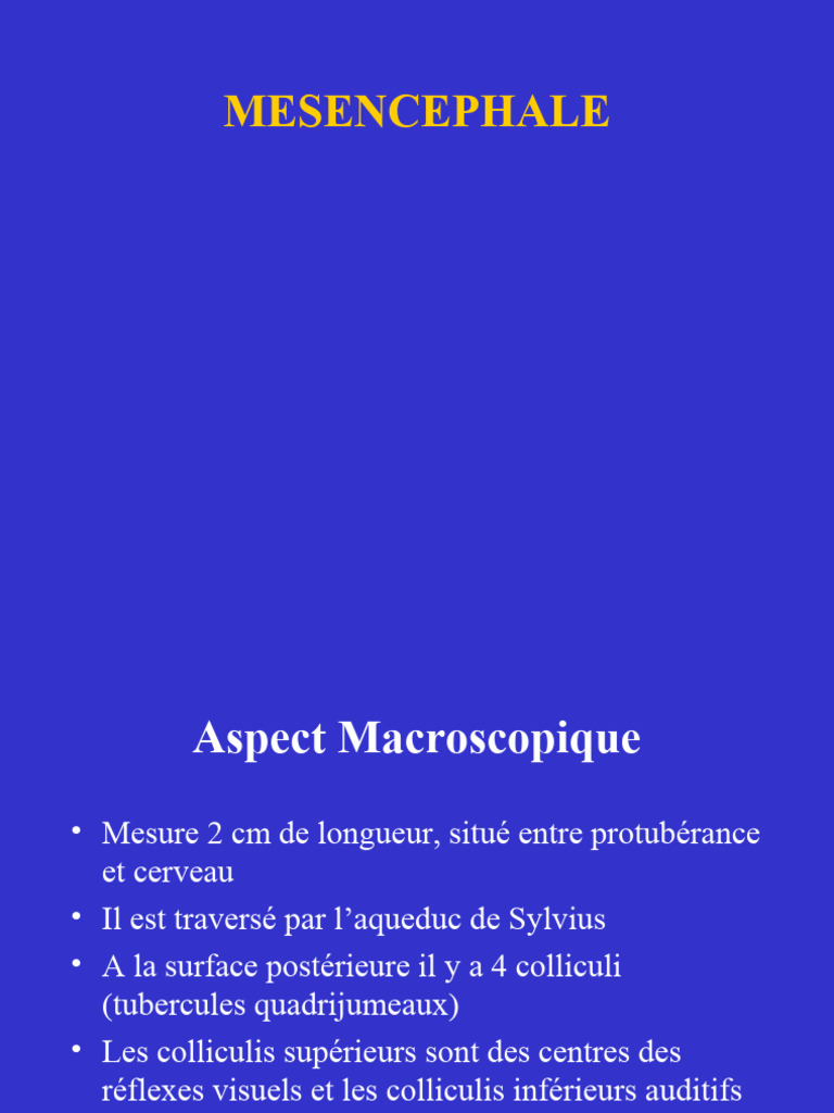 Anatomie et Fonction du Mésencéphale | PDF | Cervelet | Thalamus