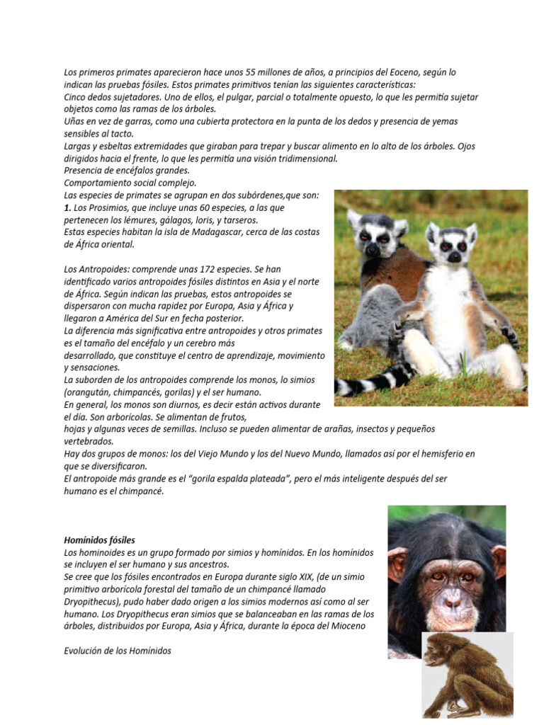 Evolución de Primates y Homínidos | PDF | Homo | Humano
