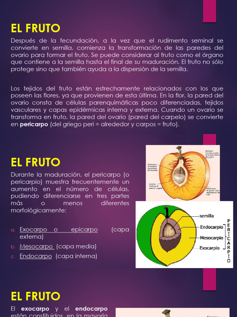 Tipos y Estructura del Fruto en Botánica | PDF | Germinación | Botánica