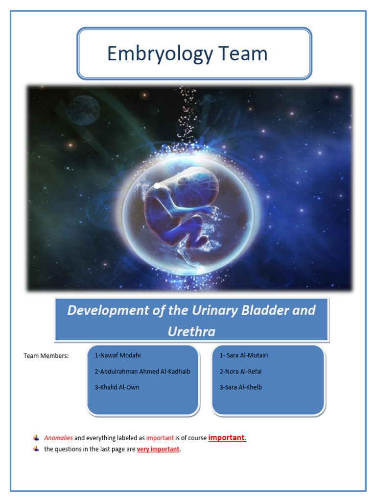 Development of The Ureinary Bladder and Urethra | PDF | Genitourinary ...