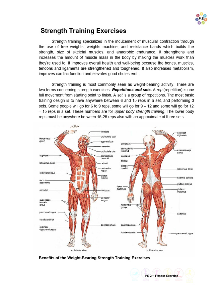 Additional Guide For Final Practicum | PDF | Strength Training | Skeletal Muscle