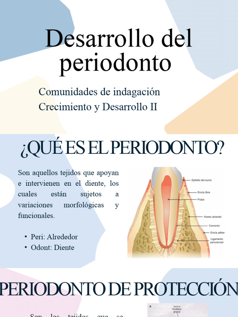 Desarrollo Del Periodonto | PDF | Hueso | La matriz extracelular