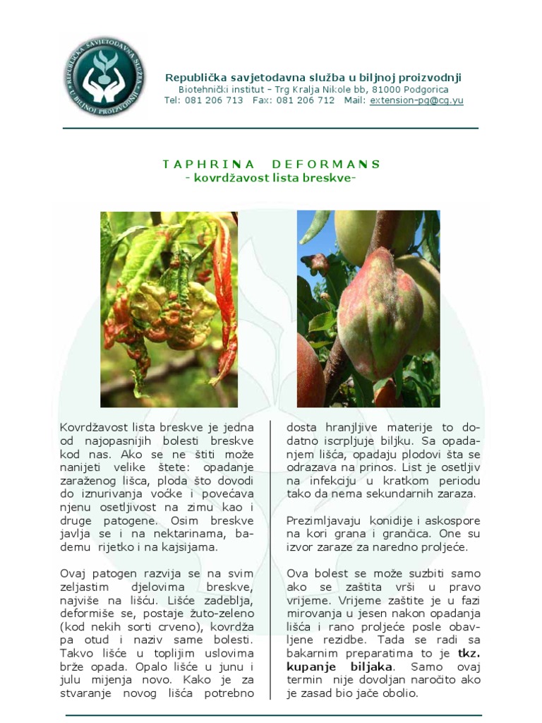 Kovrdzavost Lista Breskve | PDF