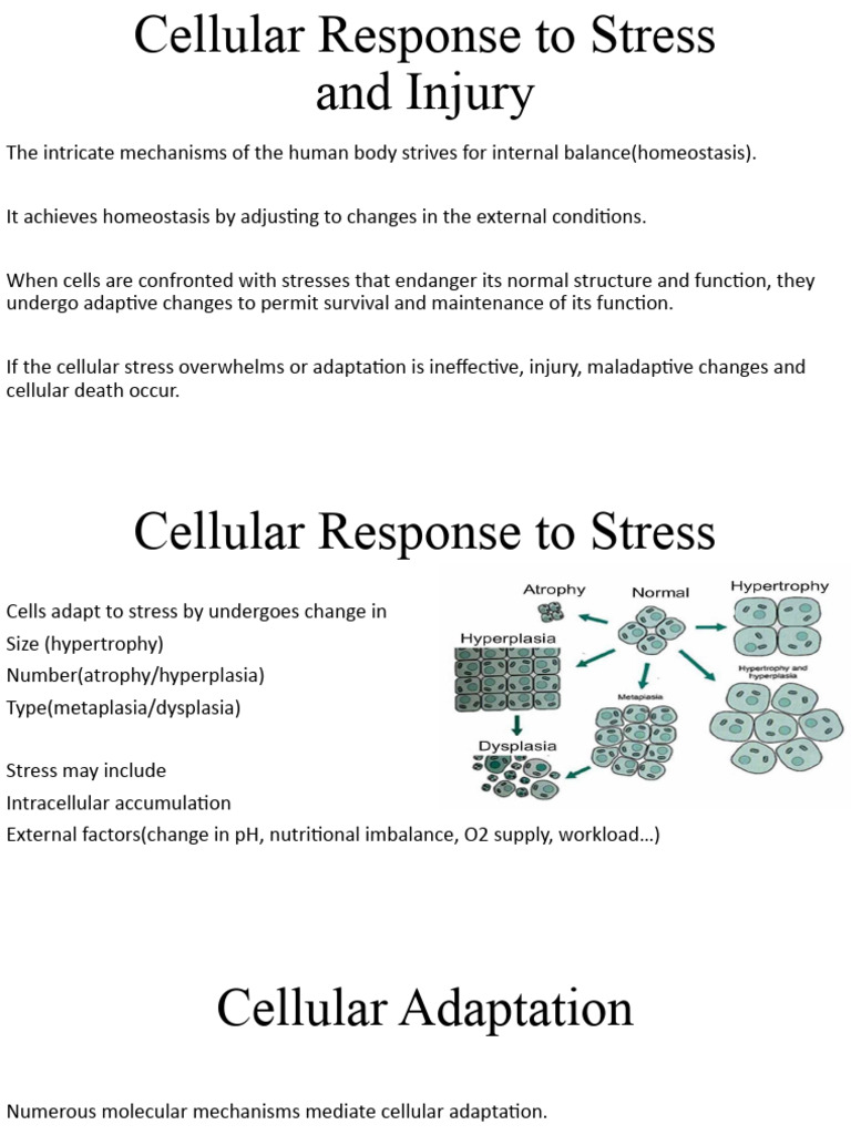 Cellular Injury and Adaptation | Download Free PDF | Radiation | Apoptosis