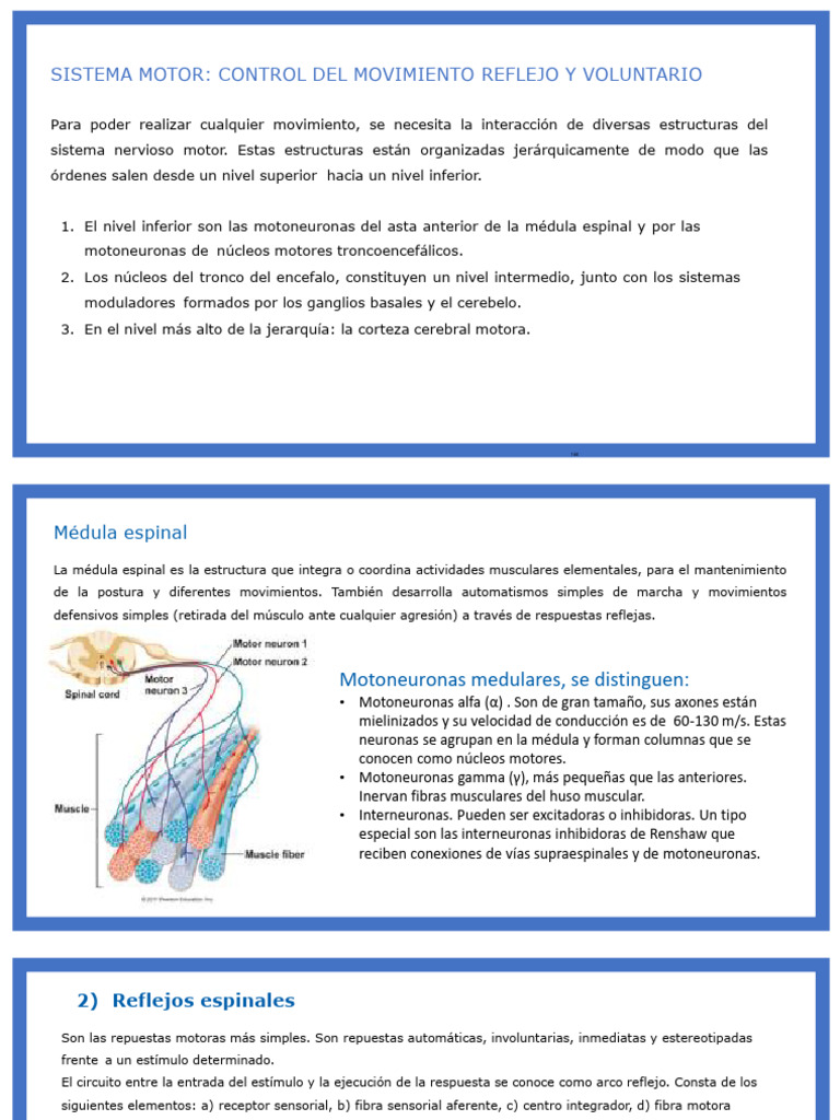 Sistema Motor | Descargar gratis PDF | Neurona | Músculo
