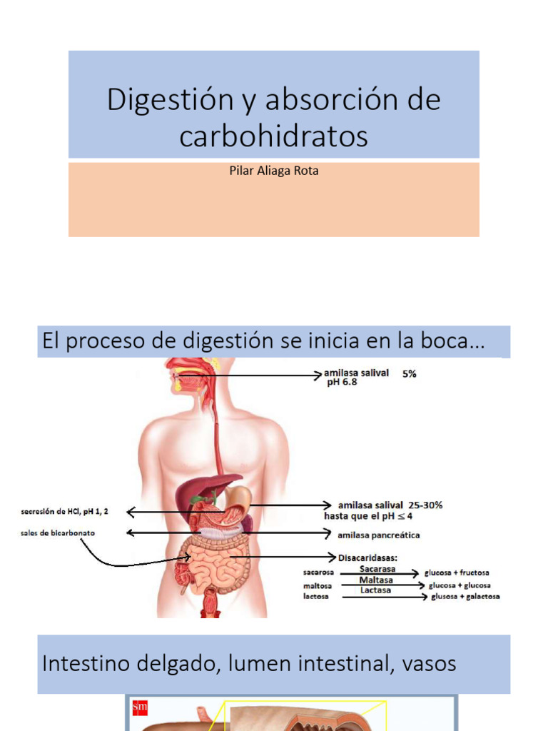 Digestión de Carbohidratos | PDF
