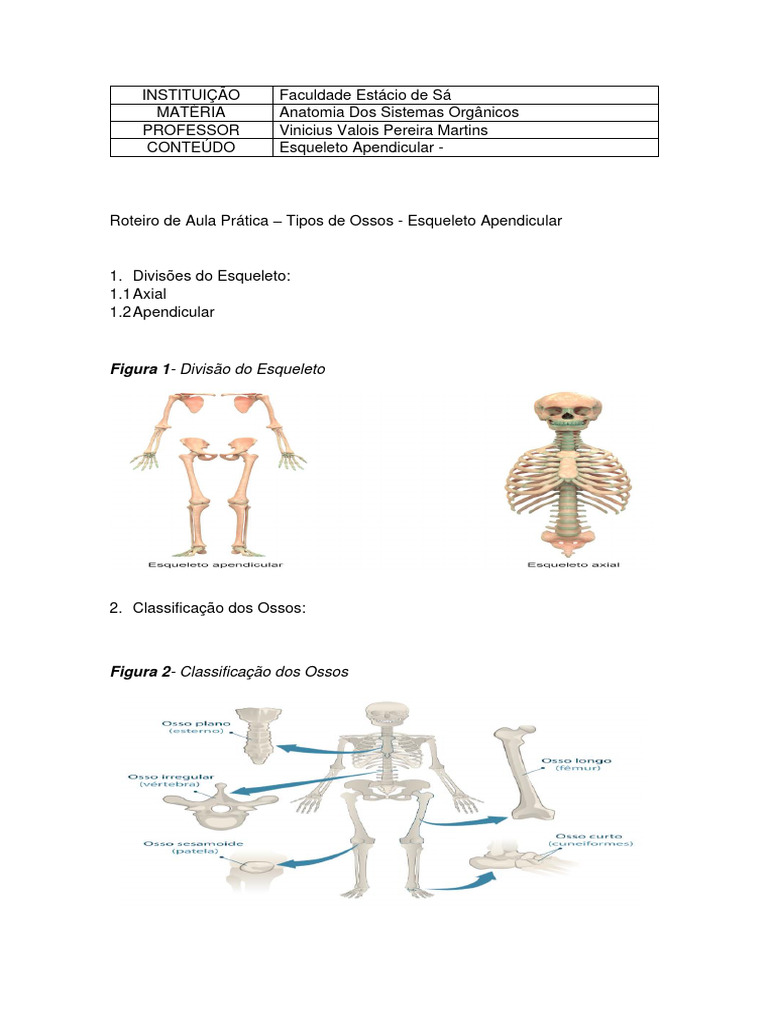 Aula - PR - Tica - Anatomia - Esqueleto - Apendicular - Ossos - Aula - 01 3 | PDF | Sistema ...