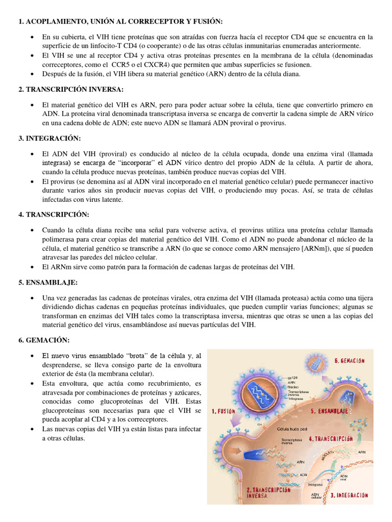 Ciclo de Vida del VIH: Etapas Clave | PDF | VIH | Virus