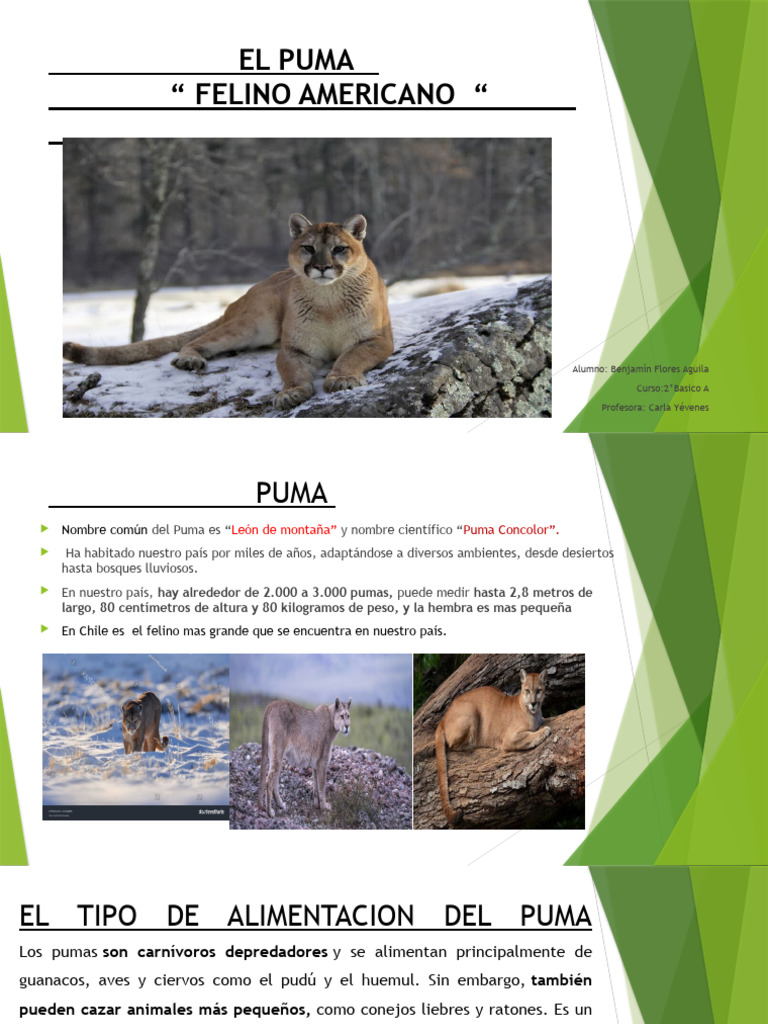 EL PUMA disertacion benjamin | PDF | Puma