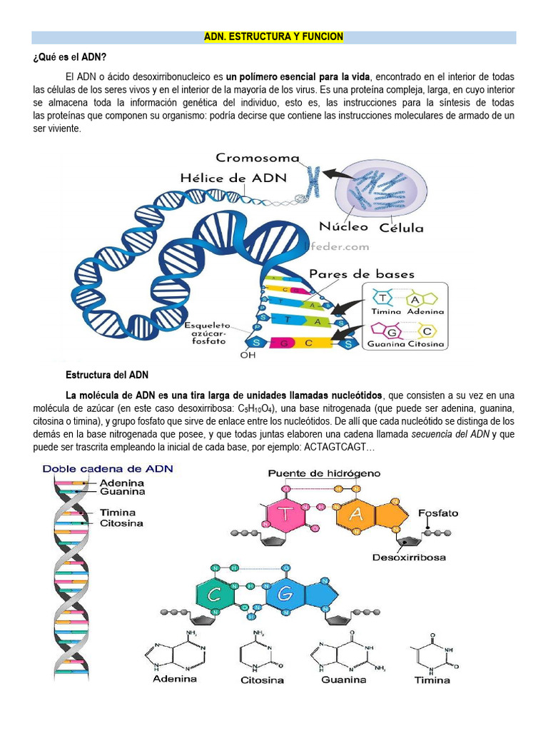 Adn. Estructura Y Funcion ¿Qué Es El ADN? | PDF | Estudios de idiomas ...