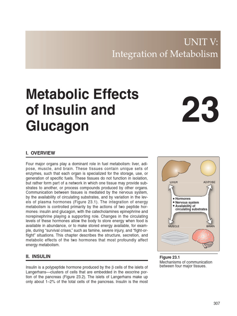 Integrated Metabolism 1st and 2nd Lec | PDF | Insulin | Endoplasmic ...