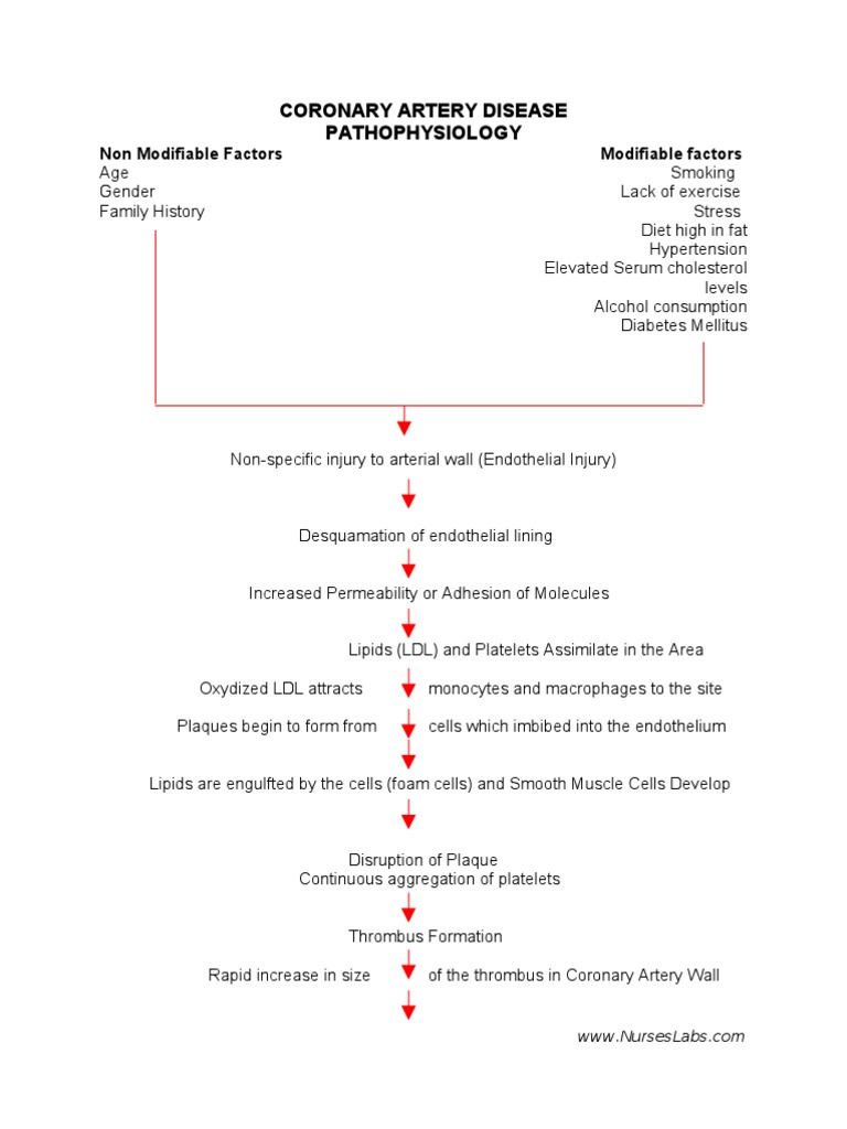 Coronary Artery Disease Pathophysiology | PDF | Cooking, Food & Wine ...