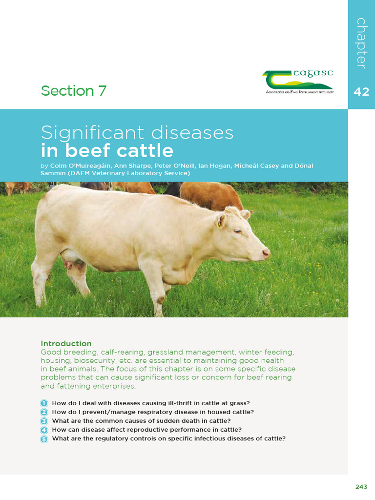 Key Diseases in Beef Cattle Management | PDF | Miscarriage | Infection