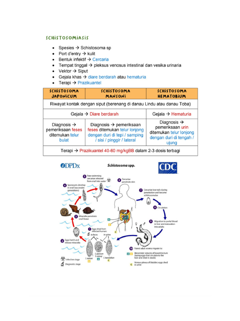 Mind Map Schistosomiasis | PDF