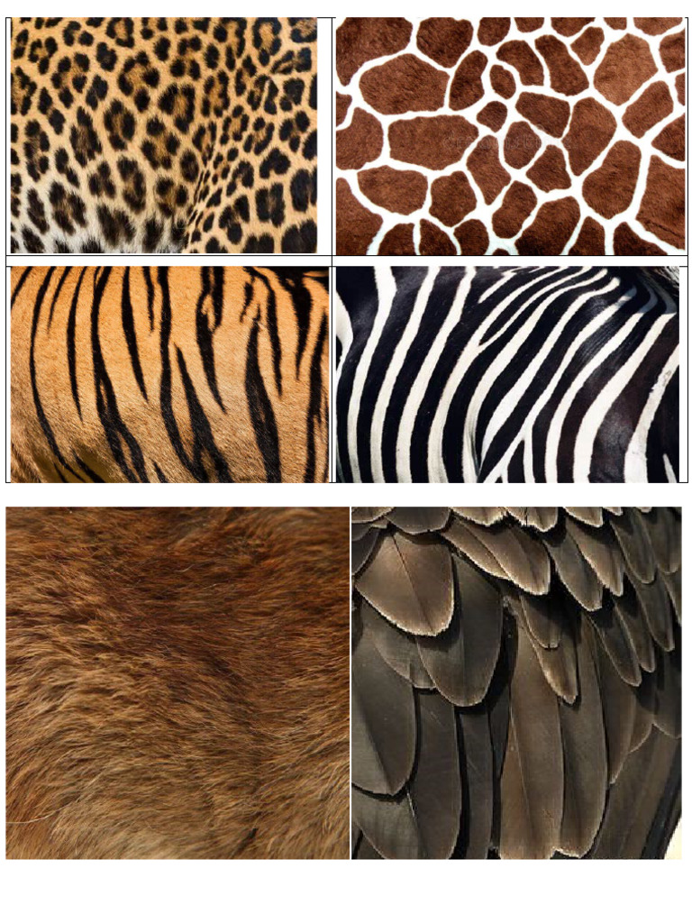 Patterns of Animal | PDF