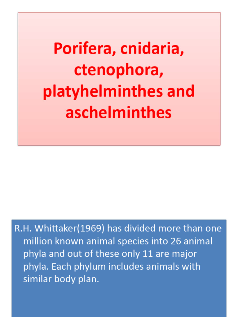 Porifera, Cnidaria, Ctenophora, Platyhelminthes | PDF | Sponge | Nematode