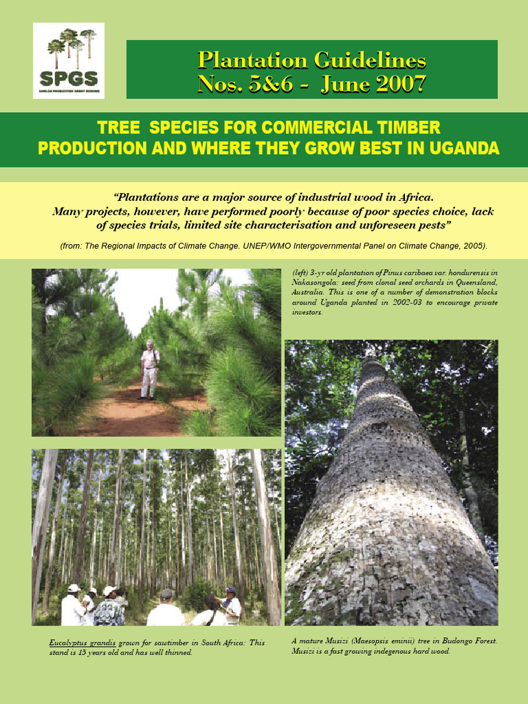 Tree Species For Commercial Timber Production in Uganda | PDF ...