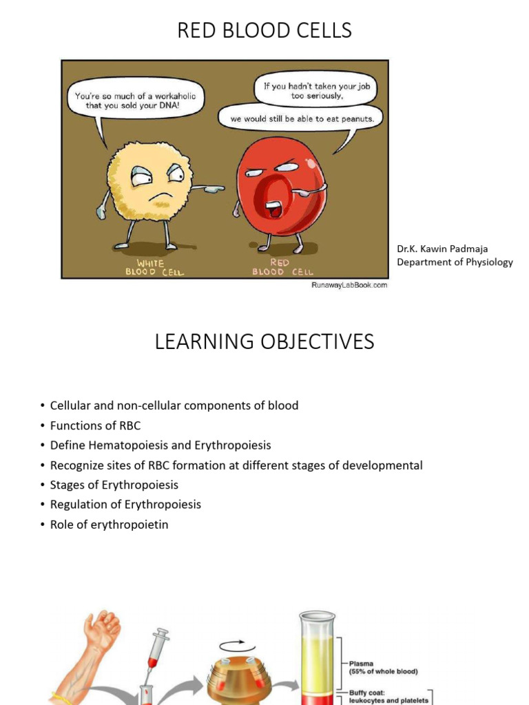 RBC and HB | PDF | Red Blood Cell | Haematopoiesis