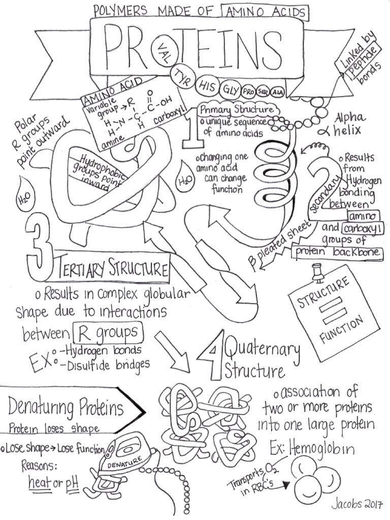 Protein Sketch Notes | PDF