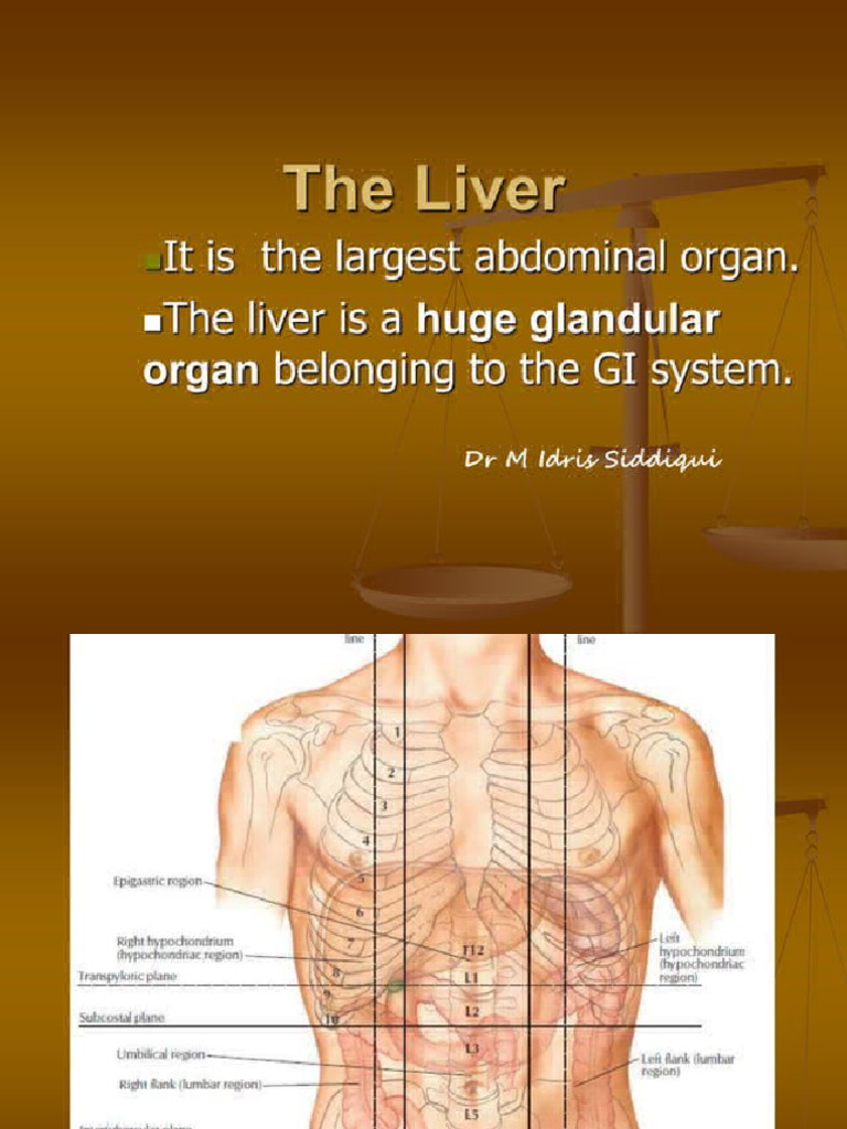 Liver Anatomy 147677566 147677566 | PDF