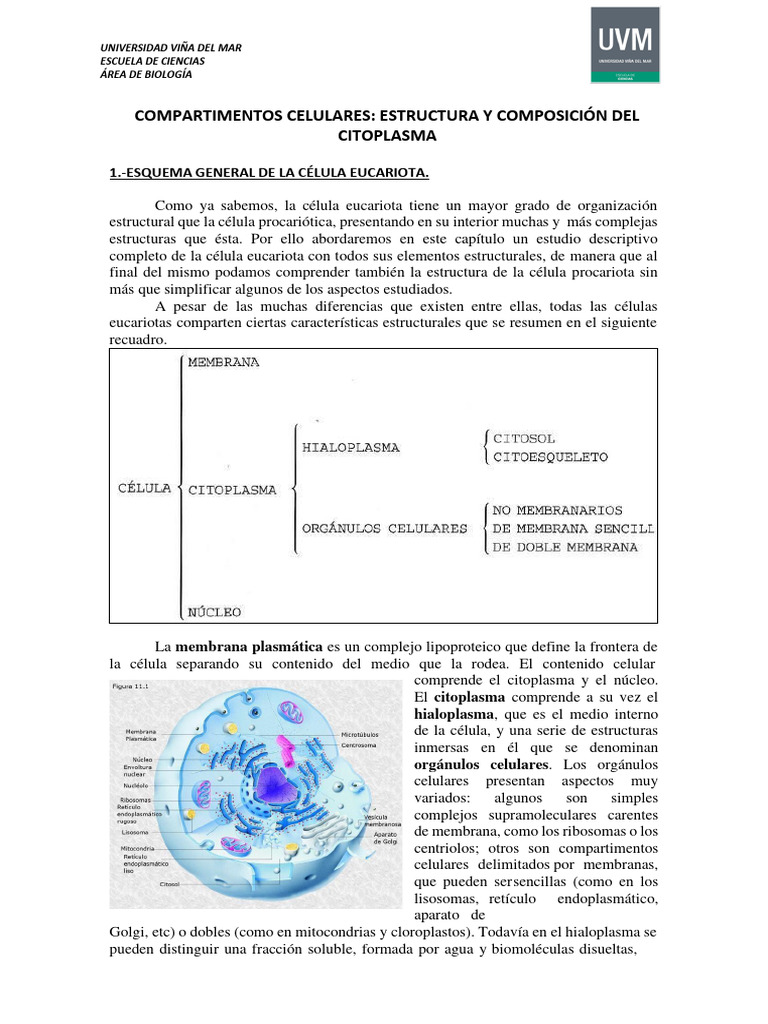 Compartimentos celulares estructura y composición del citoplasma pdf ...