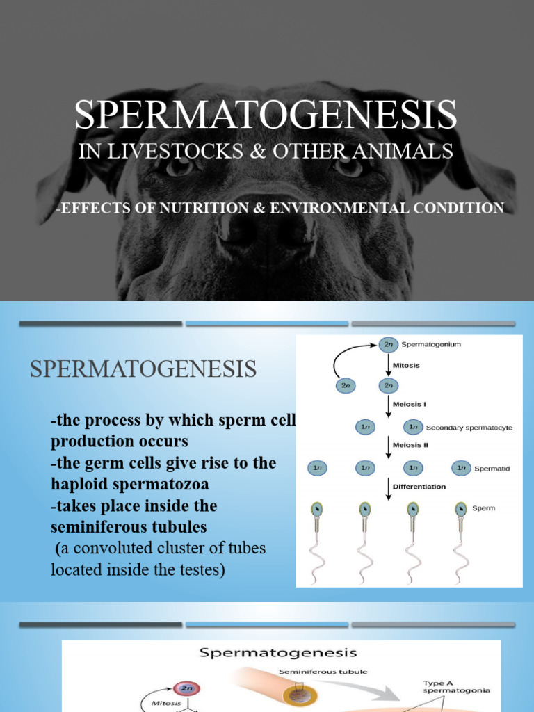 Presentation Spermatogenesis | PDF | Biology | Cell Biology