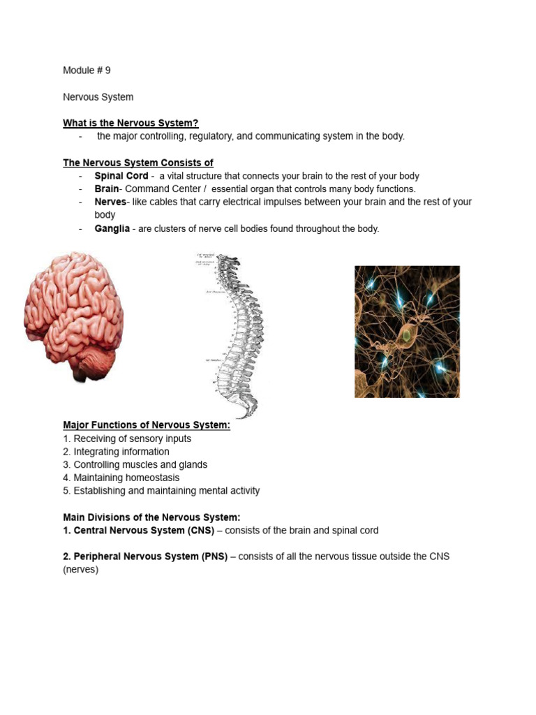 Module #9 | PDF | Nervous System | Central Nervous System Module #9 | PDF | Nervous System | Central Nervous System