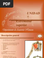 Anatomía del Brazo: Estructura y Función | PDF | Codo | Extremidades ...