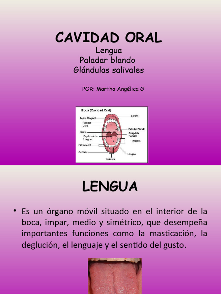 Cavidad Oral: Lengua Paladar Blando Glándulas Salivales | PDF | Lengua ...