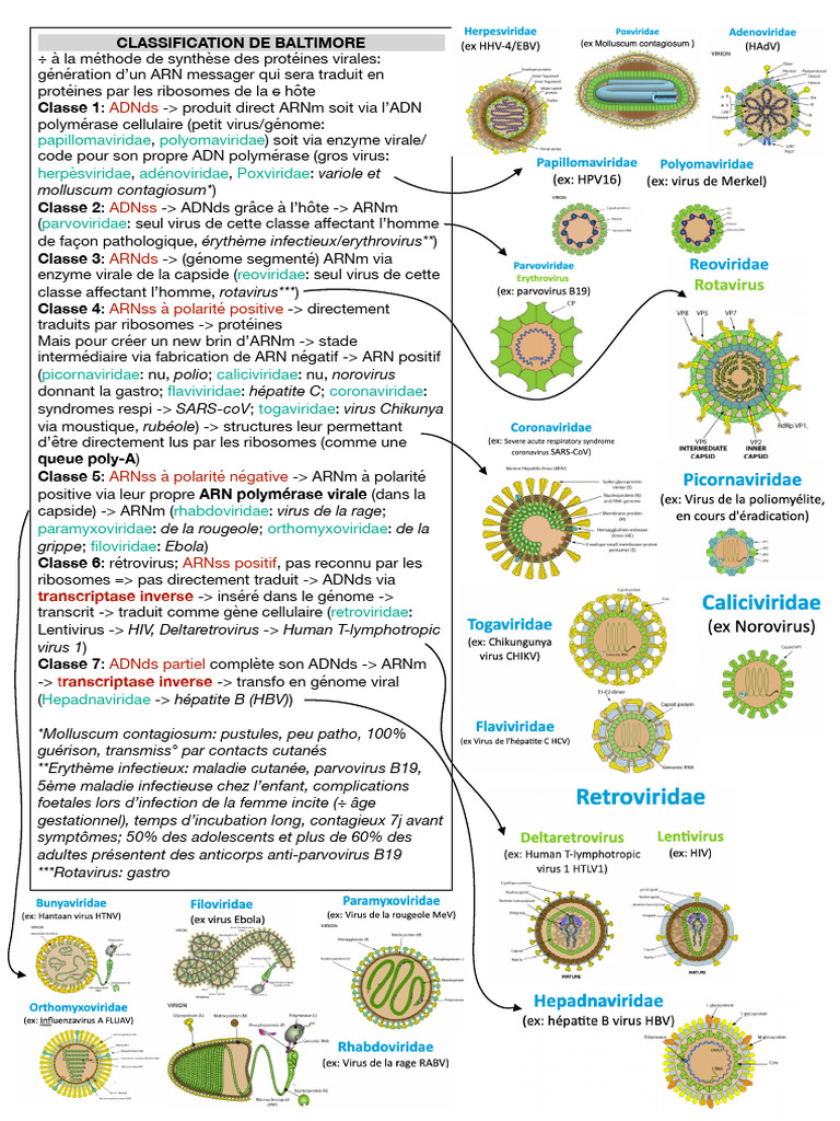 Classification des virus et infections respiratoires | PDF | Grippe | Virus