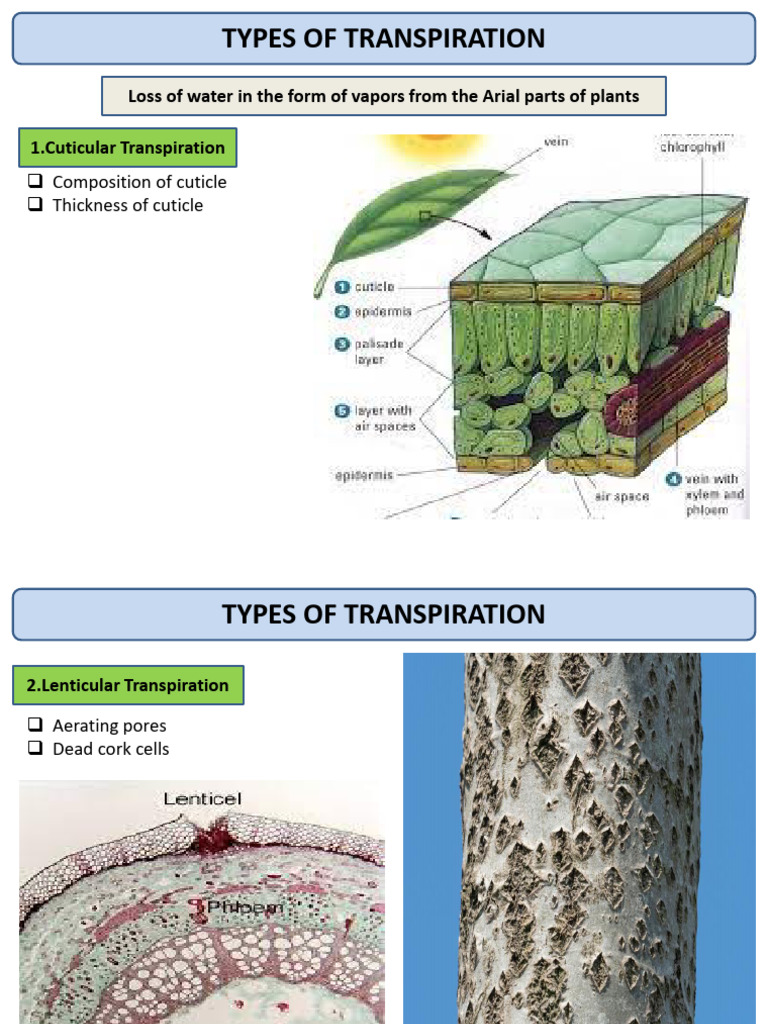 Types of Transpiration | PDF | Home & Garden | Science & Mathematics