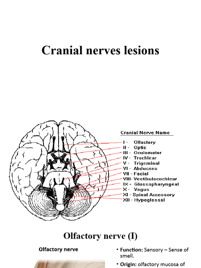 Cranial Nerve Lesions and Effects | PDF | Anatomy | Human Head And Neck