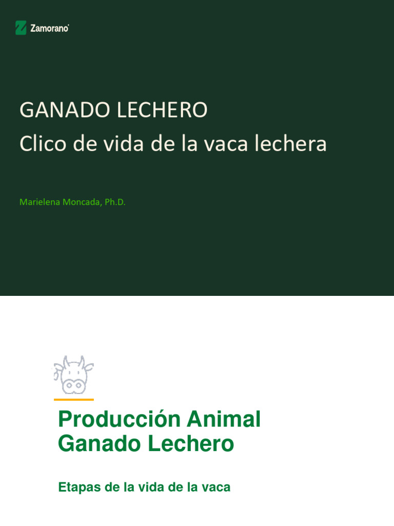 2024 Ganado Lechero III Ciclo de La Vaca | PDF | Lactancia | Vacas