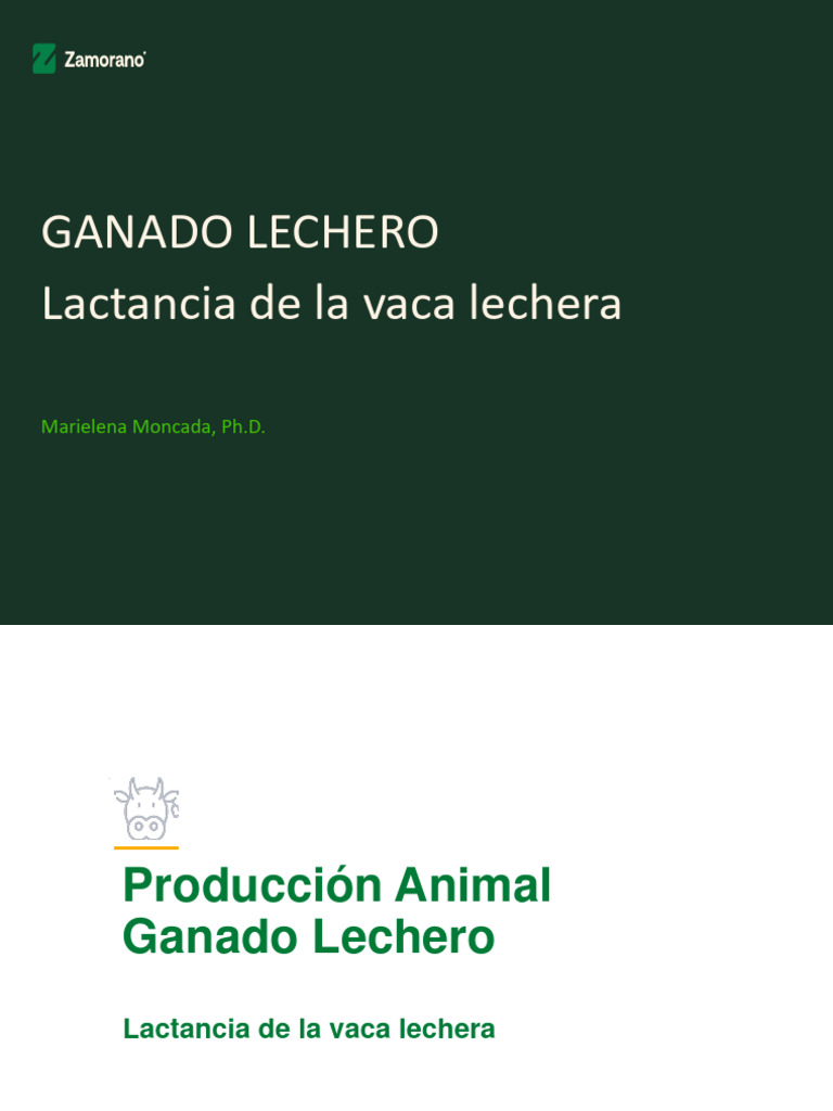 2024 Ganado Lechero IV Lactancia de La Vaca Lechera | PDF | Leche | Vacas