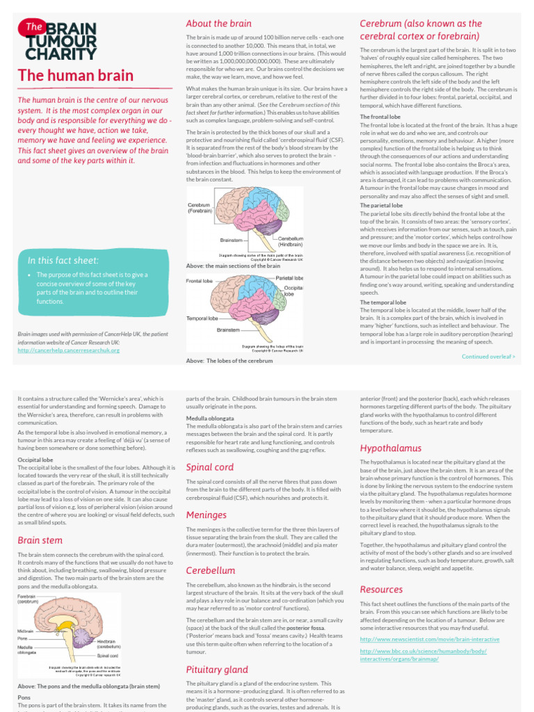 human_brain_v30 | PDF | Cerebrum | Cerebral Hemisphere
