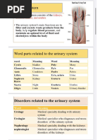 Urology Medical Terminology Guide | PDF | Urinary System | Kidney