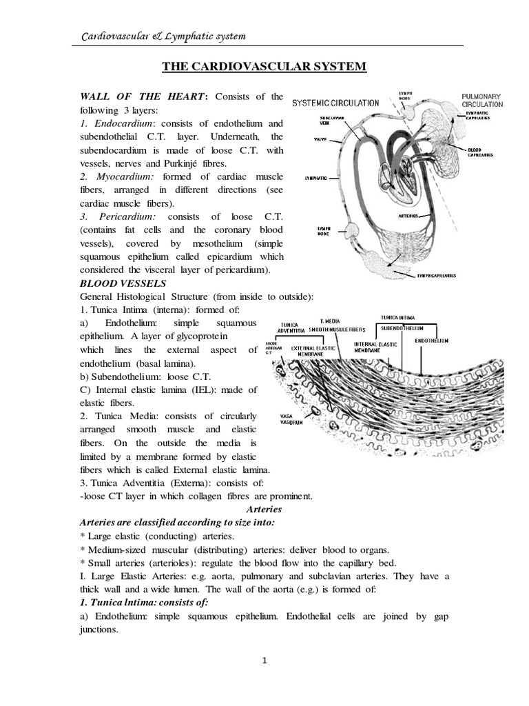 THE CARDIOVASCULAR SYSTEM | PDF | Artery | Vein