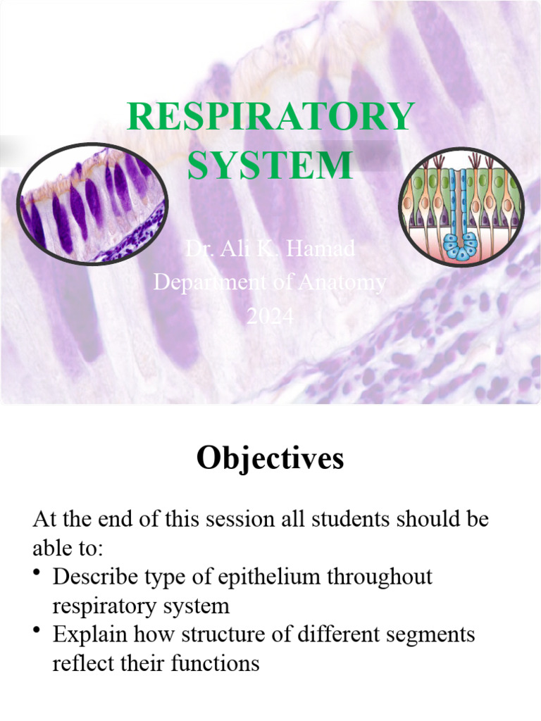 Respiratory System (Upper) | PDF | Respiratory Tract | Human Nose