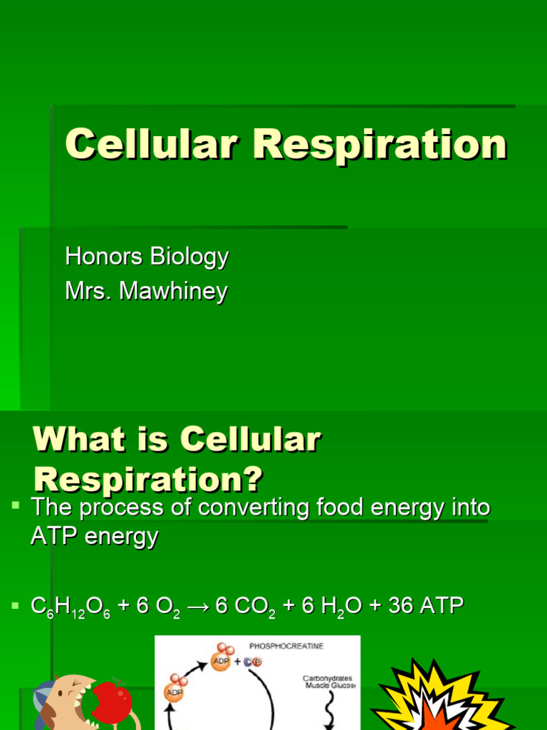 Cellular Respiration | PDF | Cellular Respiration | Adenosine Triphosphate