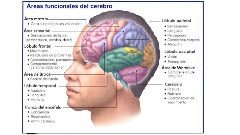 Areas Funcionales Del Cerebro | PDF