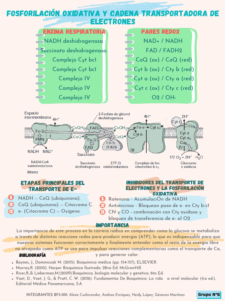 Fosforilación Oxidativa | PDF