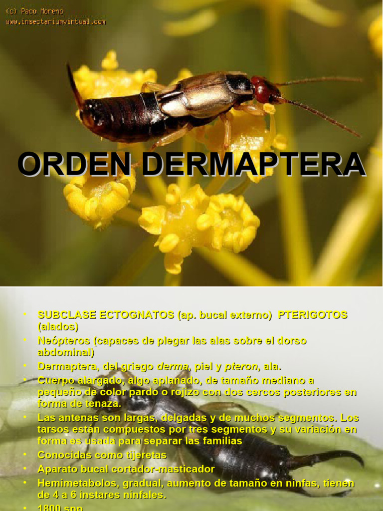 4 - Dermaptera | PDF | Insectos | Zoología