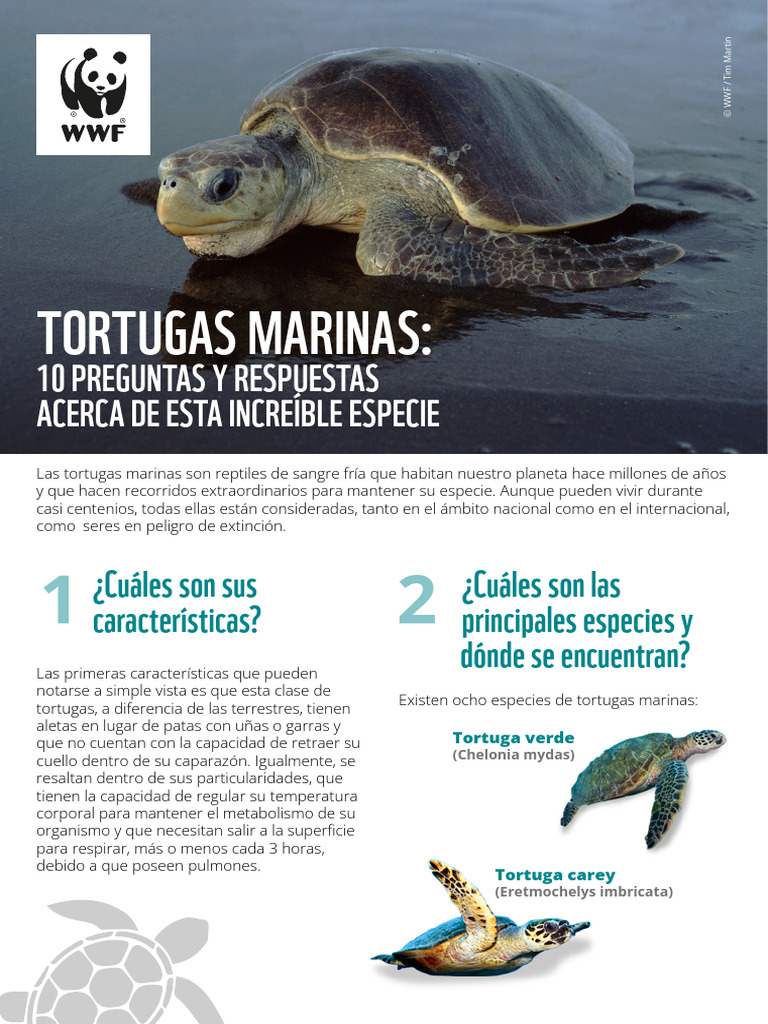 Características de las Tortugas Marinas | PDF | Reptil