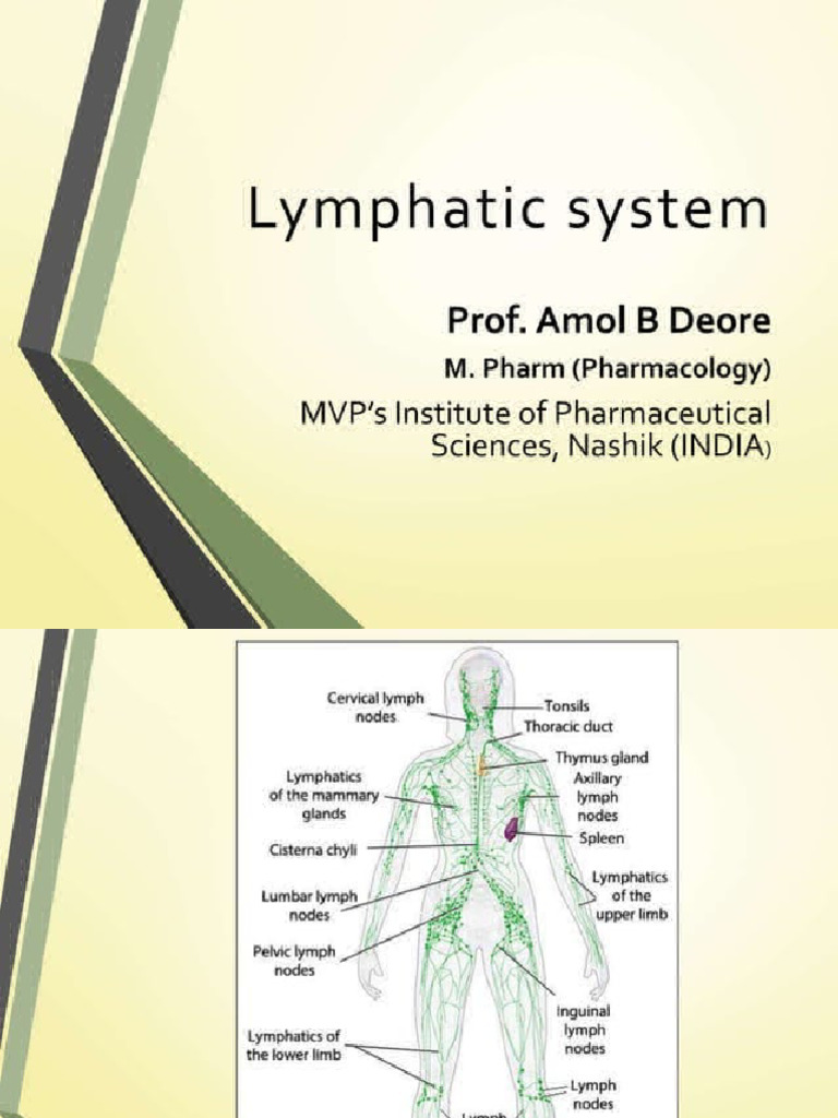 Lymphatic System Pdf