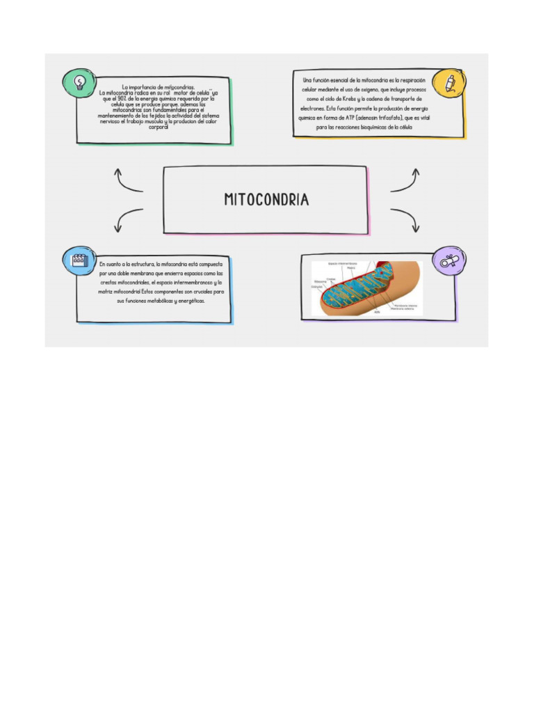 Mitocondrias | PDF