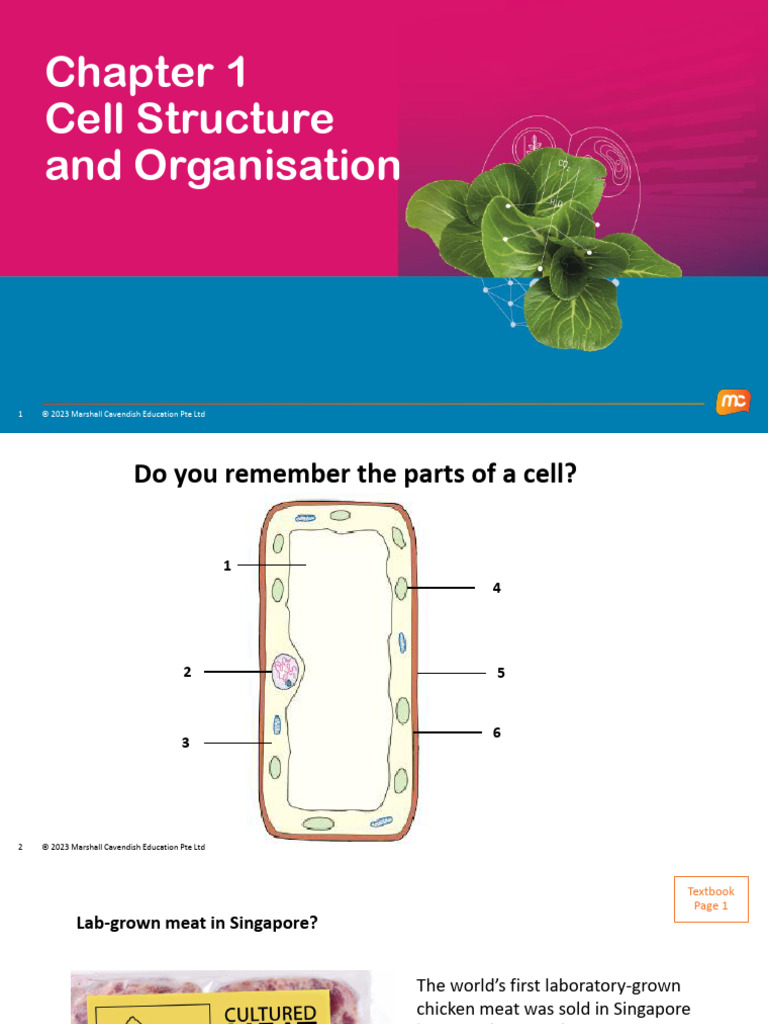Cells Class Slides | PDF | Endoplasmic Reticulum | Cell (Biology)