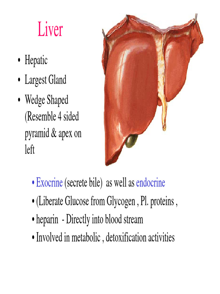 Liver | PDF | Liver | Lung